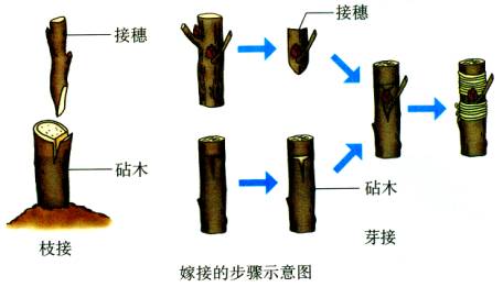 厦门家教 厦门家教网 金老师家教 生物的生殖和发育